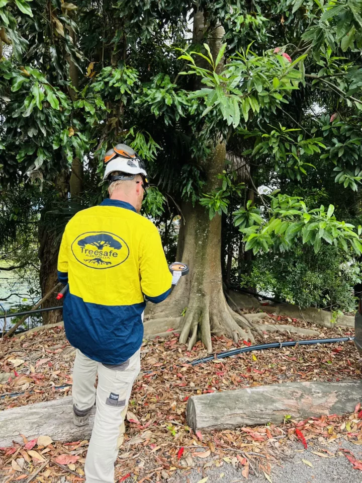 Treesafe Tree Services Sunshine Coast | Prune & Tree Removal
