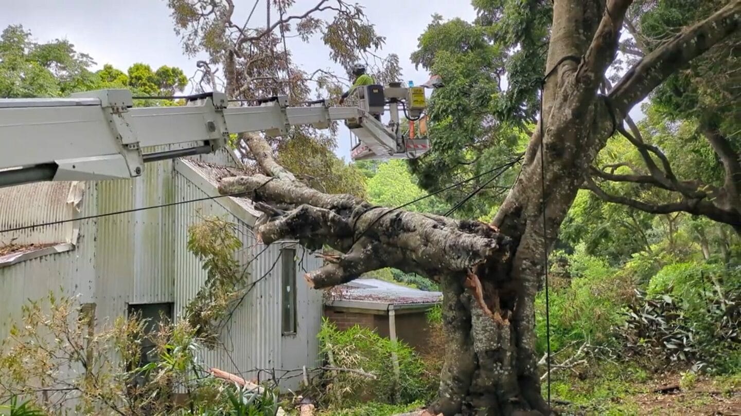 Tree Cutting Services & Tree Removal Service, Sunshine Coast