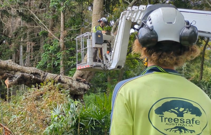Professional Tree Pruning Sunshine Coast - #1 Tree Service